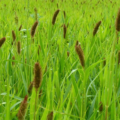 SEMENCES de moha au meilleur prix | GERMINEO | GERMINEO