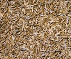 Ray-grass Anglais LOBRAC - Semence Top Prix | GERMINEO