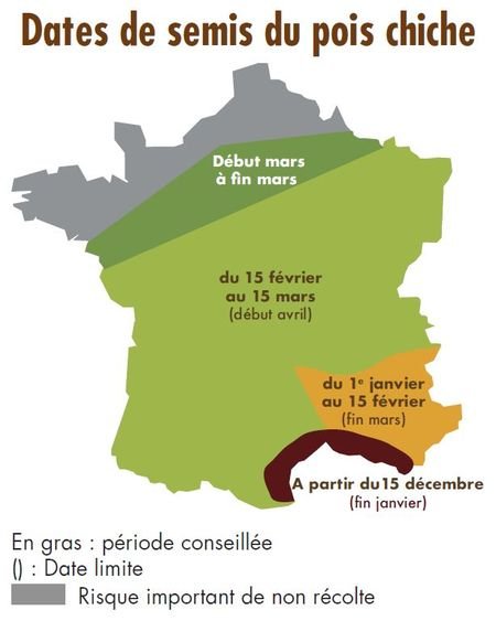 Pois chiche FLAMENCO | Semence Qualité | GERMINEO