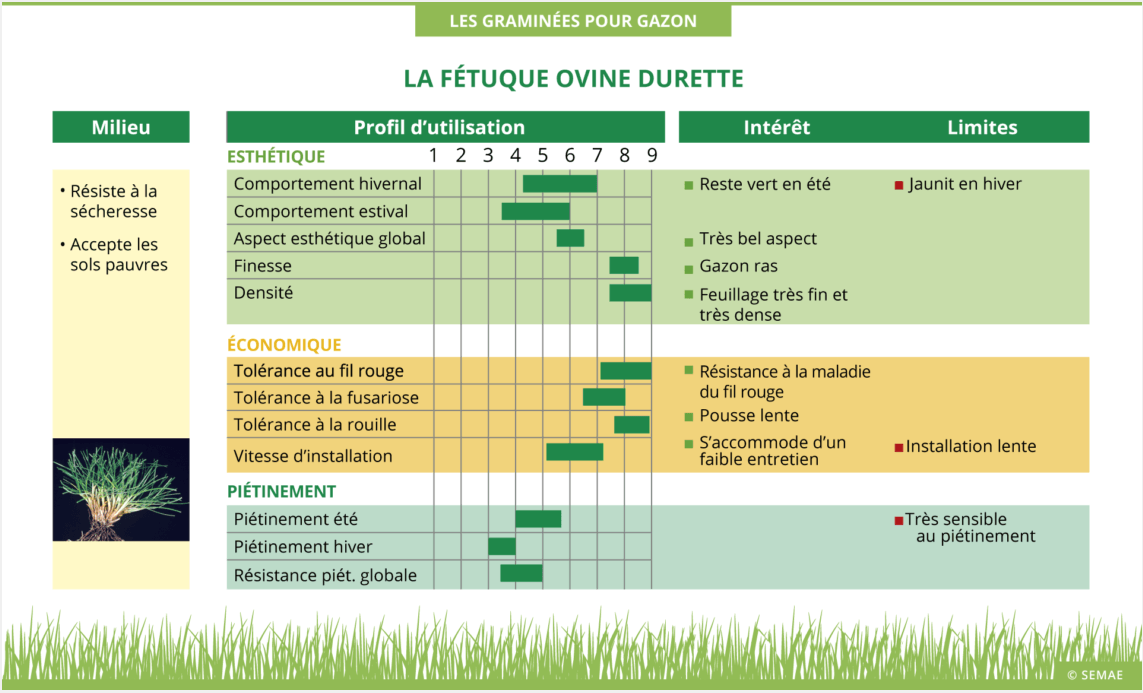 Fétuque ovine - Semence Qualité Prix | GERMINEO